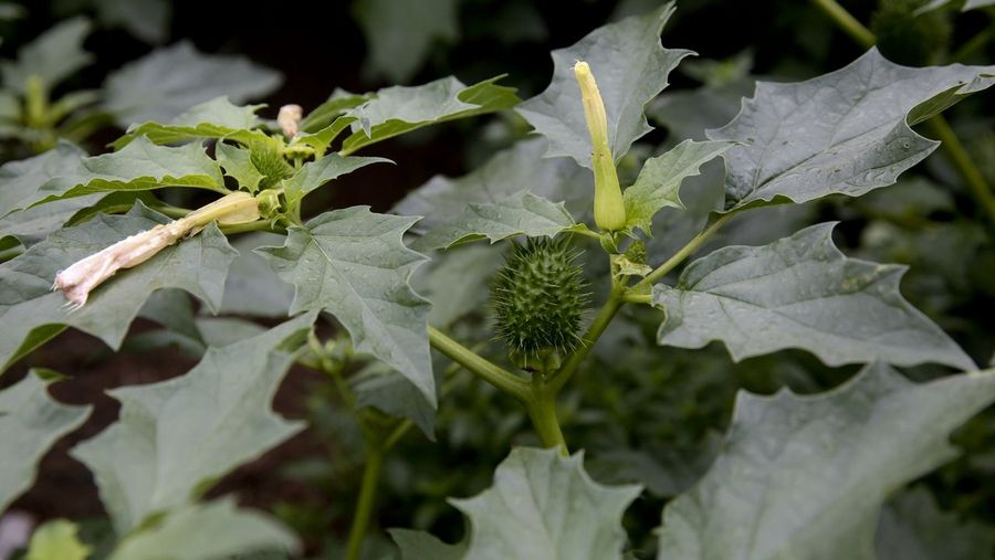 La reina de la burundanga puso siete vidas en peligro para pagar su ...