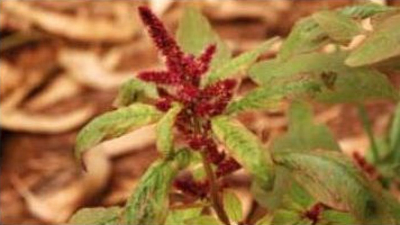 A los agricultores bien que les importa un bledo