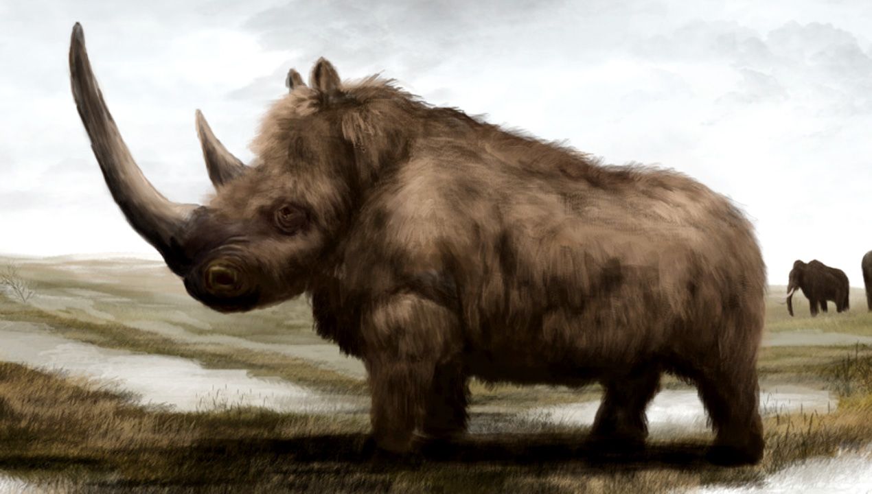 Mamut, oso cavernario o leopardo: la dieta del hombre prehistórico ...