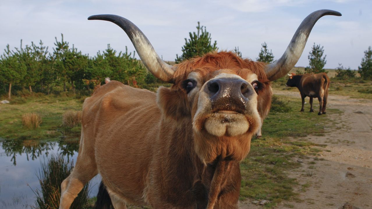 Galicia, la ONU de las vacas