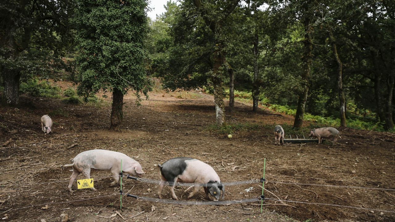 El porco celta tiene un gran instinto maternal