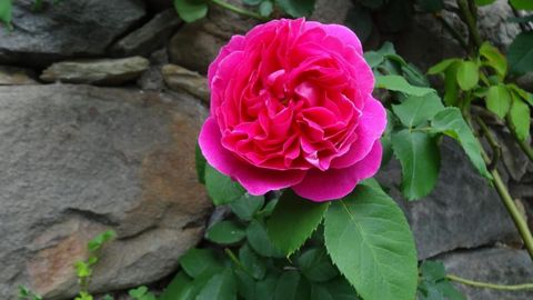 La cosecha de la rosa Narcea supera las expectativas para su cultivo a ...