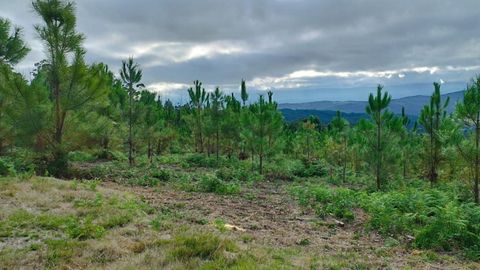 Pinos para recuperar monte quemado