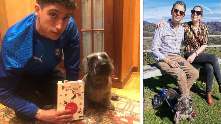 La historia de superación de Chester, un perro paralítico con una ...