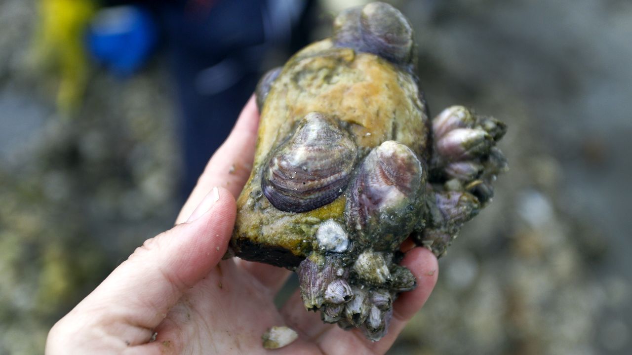 Perla del océano, la lapa que amenaza los bancos marisqueros de Arousa