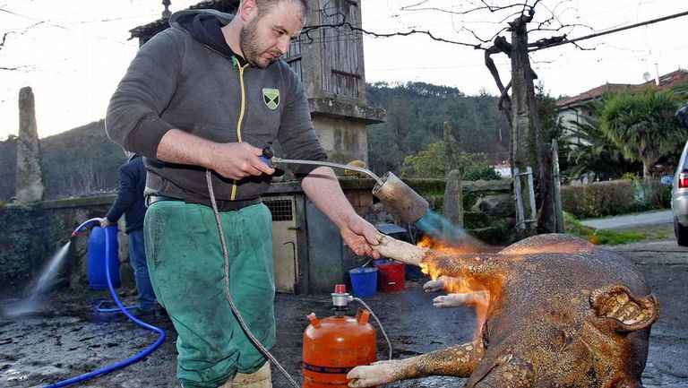 Matanza do porco nunha aldea de Dodro