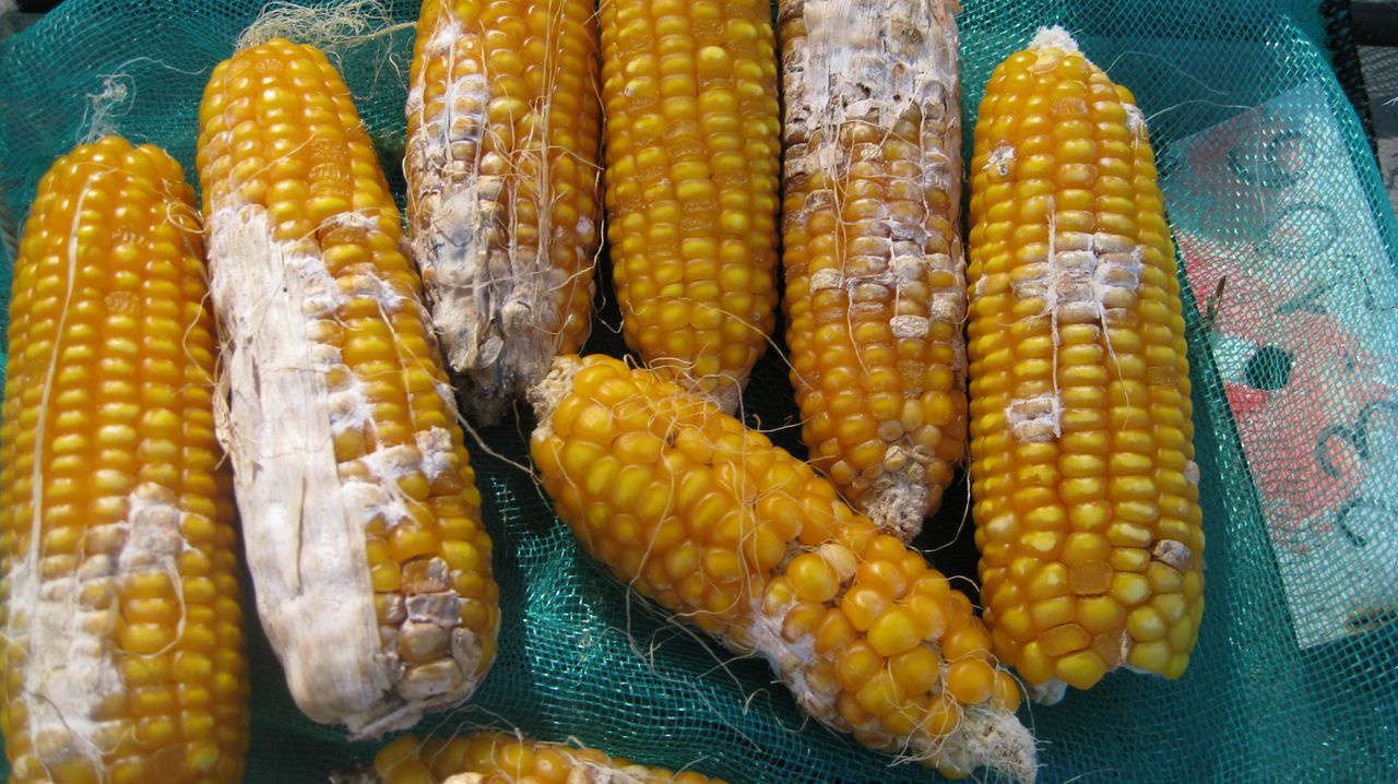 El CSIC busca variedades de maíz resistentes a plagas y enfermedades