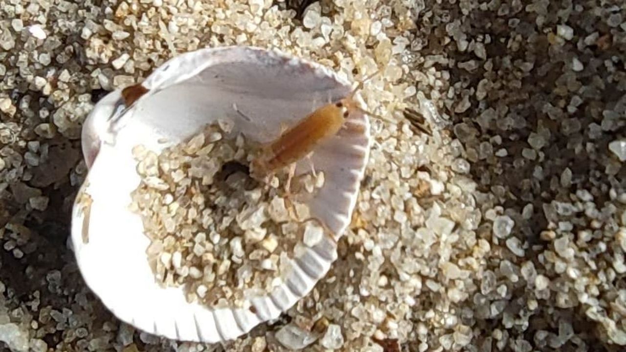 Las pulgas de playa son crustáceos, como las nécoras