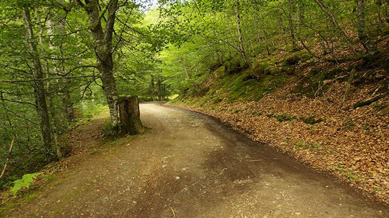 Siete bosques para perderse entre vistas de ensueño