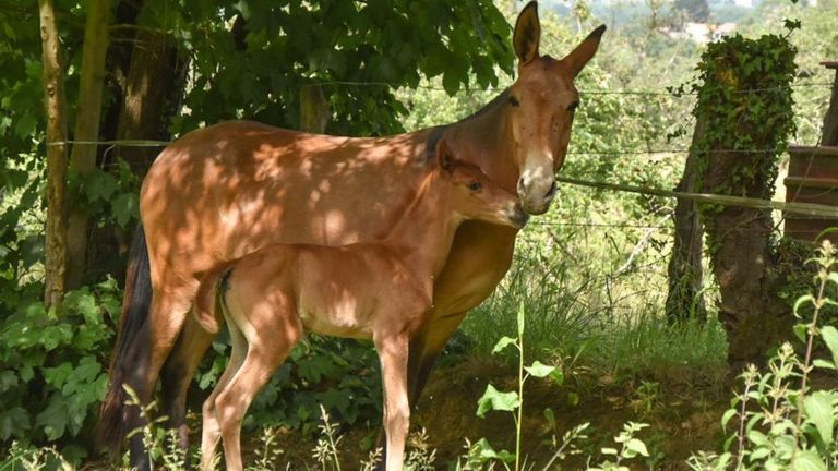 La mula del milagro: Francis se convierte en la primera de su especie ...