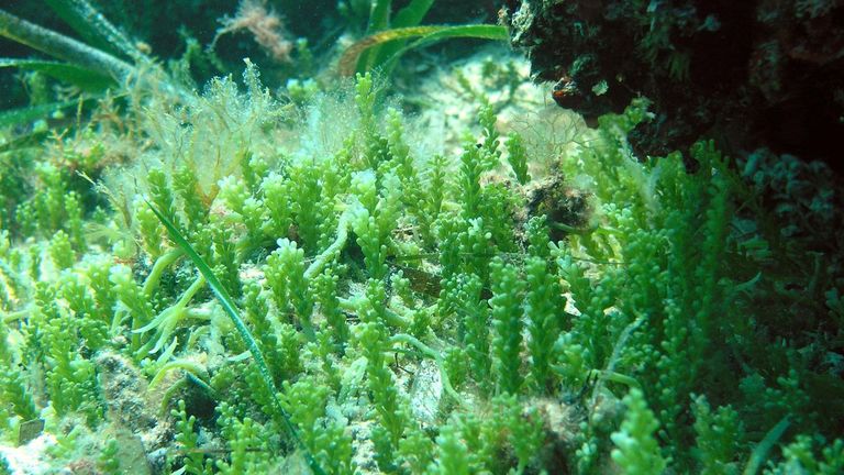 El alga invasora que amenaza al mar