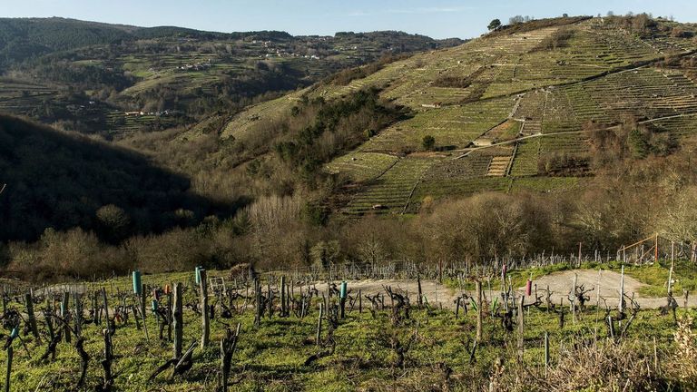 Una viña de 25.000 metros pone la ribera del Cabe en el mapa de la ...