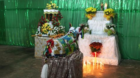 La otra Festa do Boi que se celebra en junio en Brasil y que reúne a ...